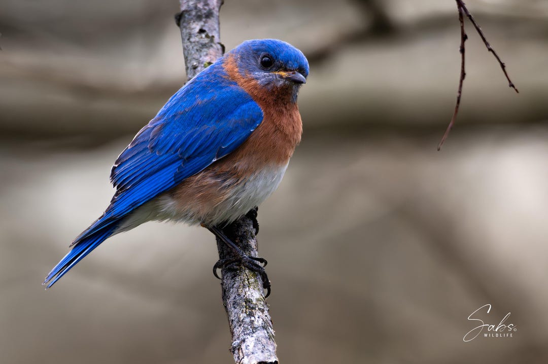 Angry Bluebird Photo Print: Wildlife Fine Art, Nature Wall Decor - Etsy