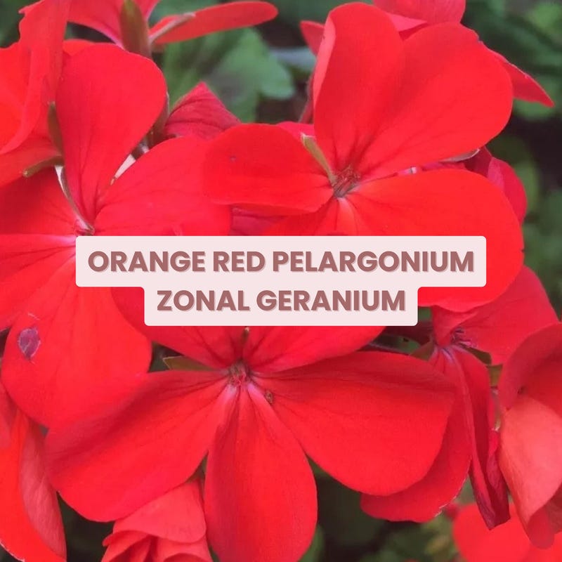 Hardy Geranium - Etsy