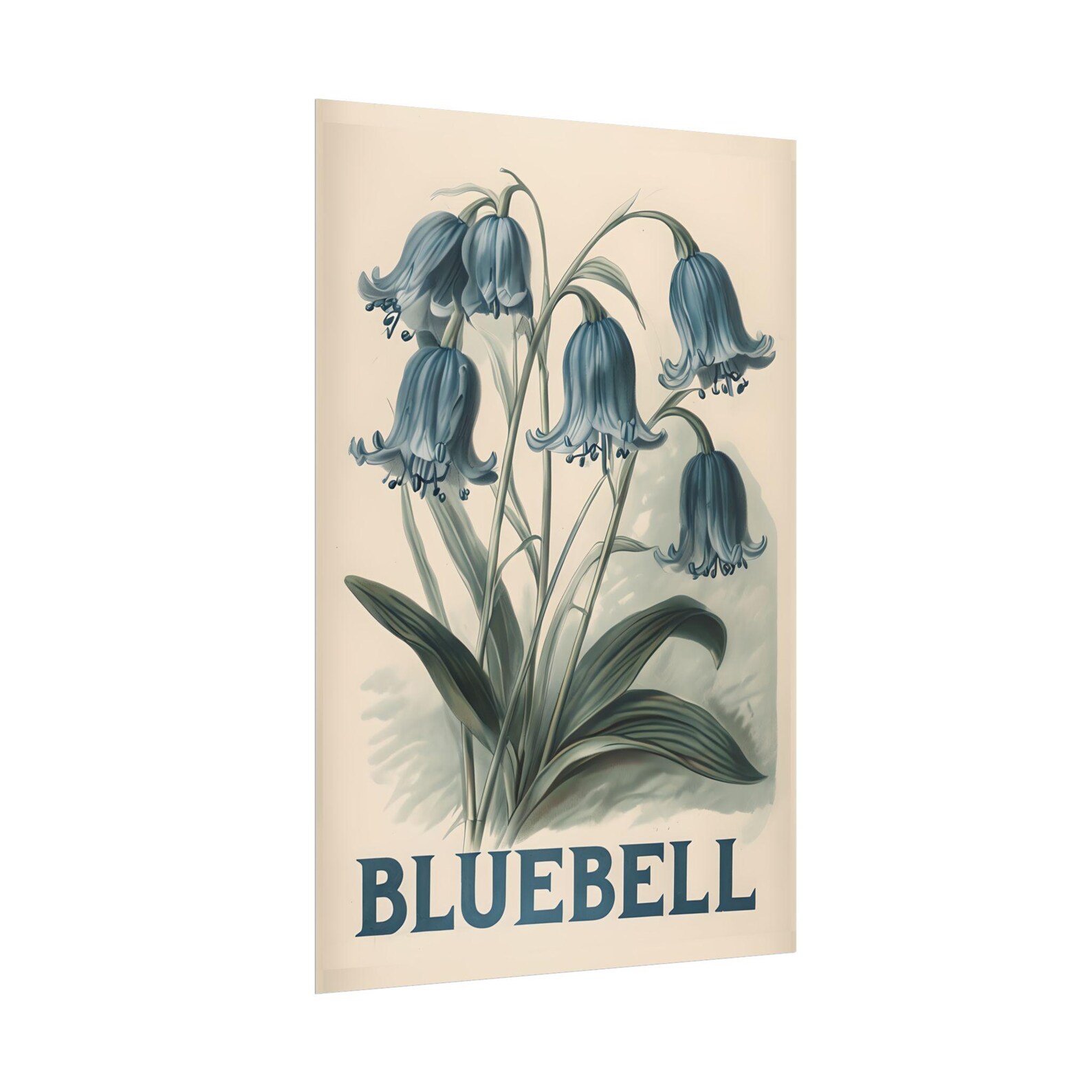 Vintage Bluebell Flower Rolled Poster Botanical Art Print Floral Decor ...