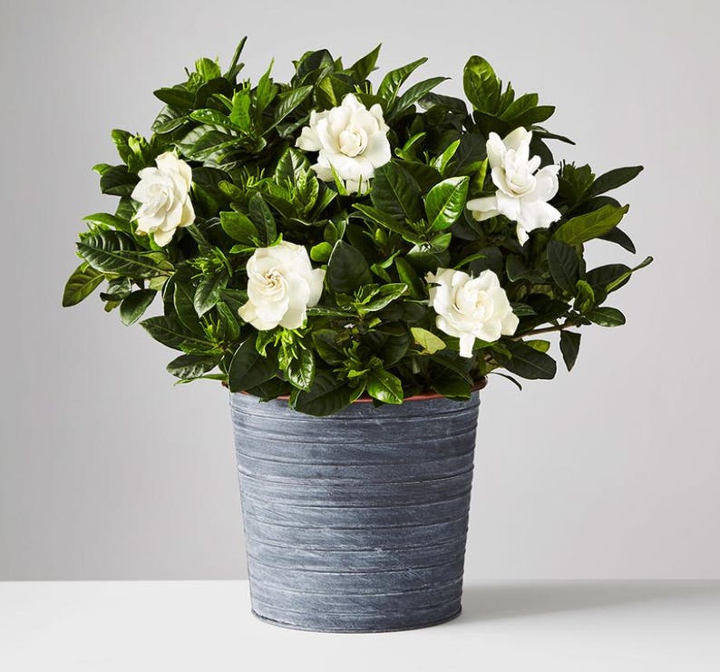 Gardenia Bush Veitchii Live Plant | Indoor/outdoor Air Purifier | House ...