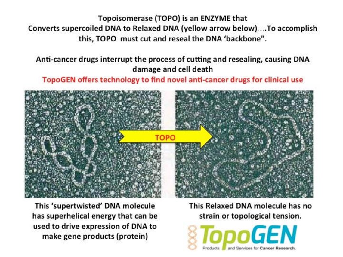 Cool Slogans Ts: DNA/RNA Themes Based on Genetics, Epigenetics ...