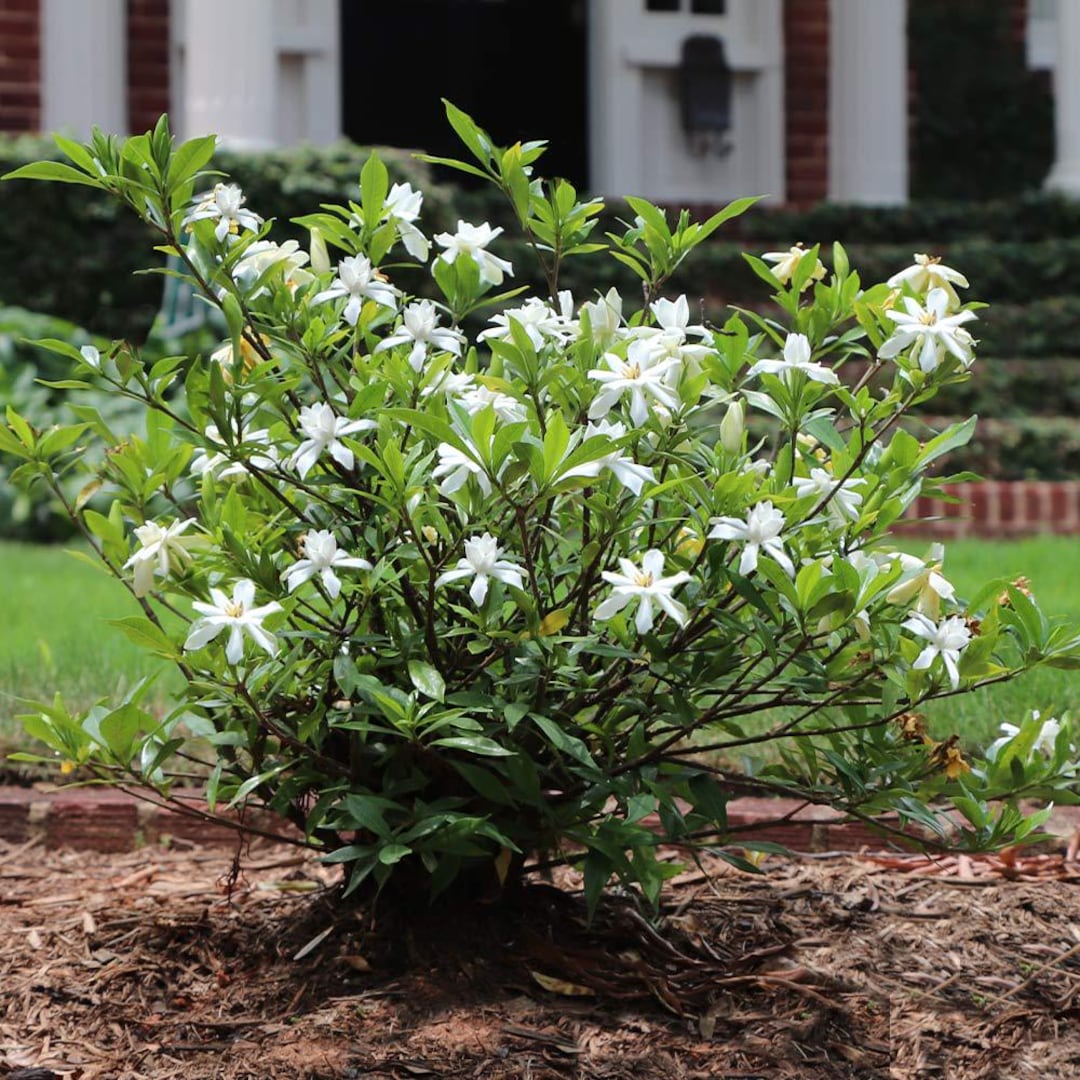 Gardenia Radican | 1 Gallon | Outdoor Home Decor | Dwarf | White Flower ...