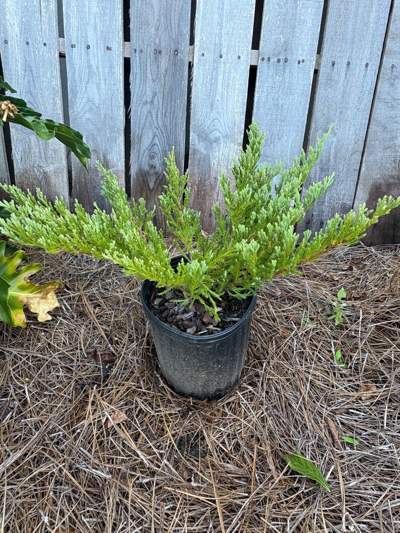 Juniper Andorra Compacta 1 Gallon Outdoor Home Decor - Etsy