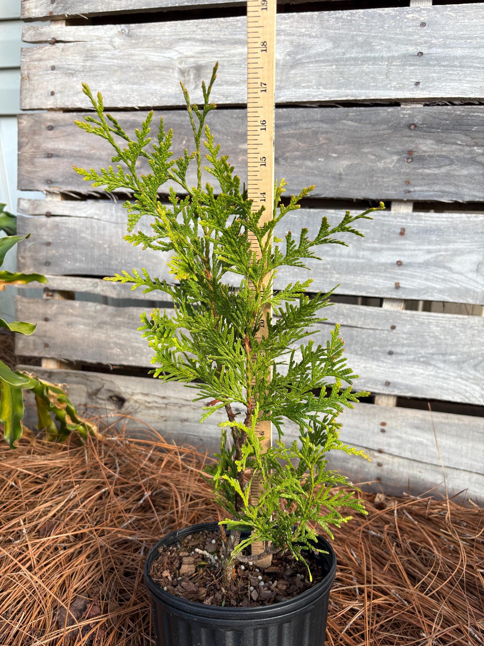 Thuja Green Giant | 1 Gallon | Outdoor Home Decor | Privacy Hedge ...