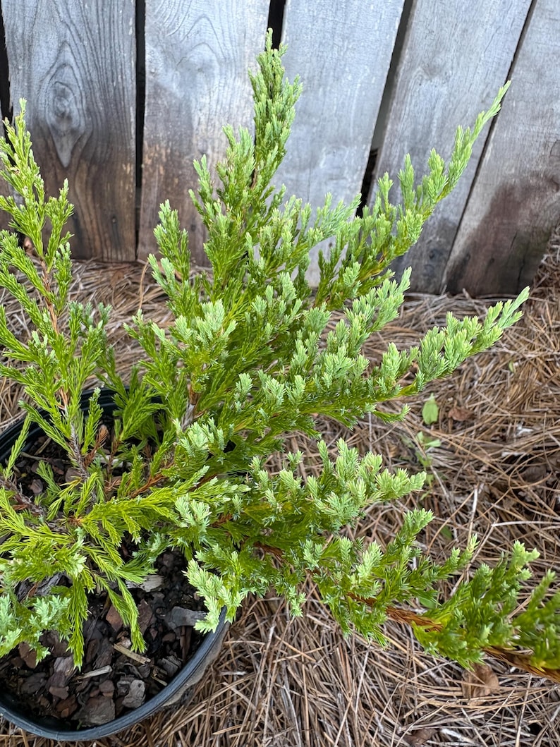 Juniper Andorra Compacta 1 Gallon Outdoor Home Decor - Etsy