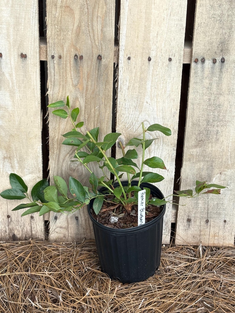 Blueberry Premier | 1 Gallon | Outdoor Home Decor | Fruit | Bush ...