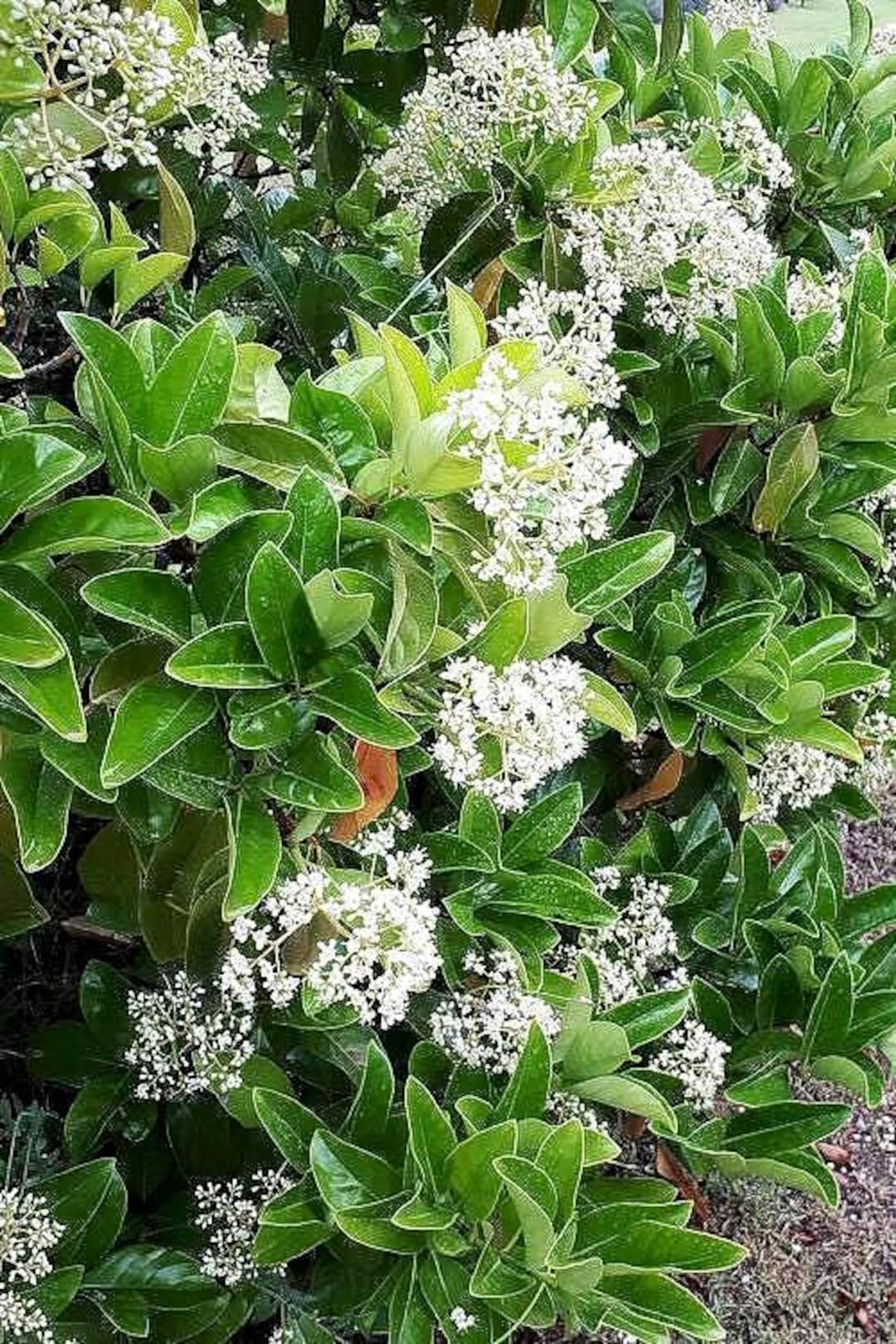 Sweet Viburnum | Shrub | Green | White Flowers | Fragrant Flowers - Etsy