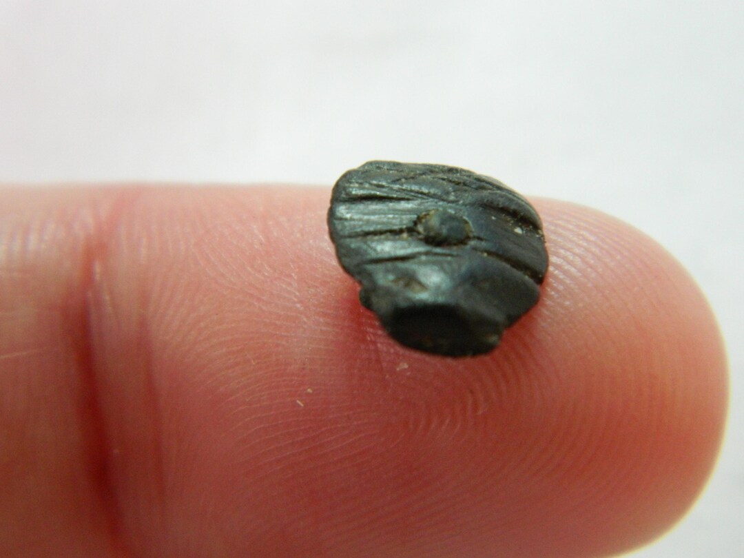 Rare Tiny Medieval Bronze Beast Head Supporters / Retainers Badge Metal ...