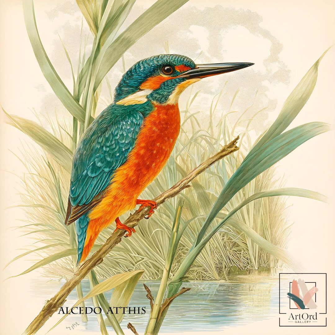 Kingfisher Portrait Illustration — Alcedo Atthis Ornithology Print ...