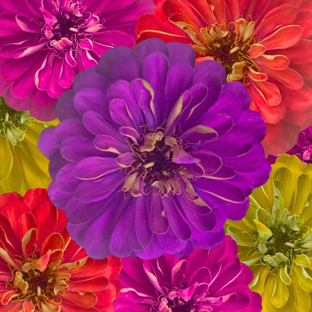 Zinnia Art | Bundle for 10.25| Transparent Background | Photo Art ...
