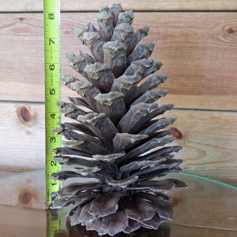 Large Pine Cones - Etsy