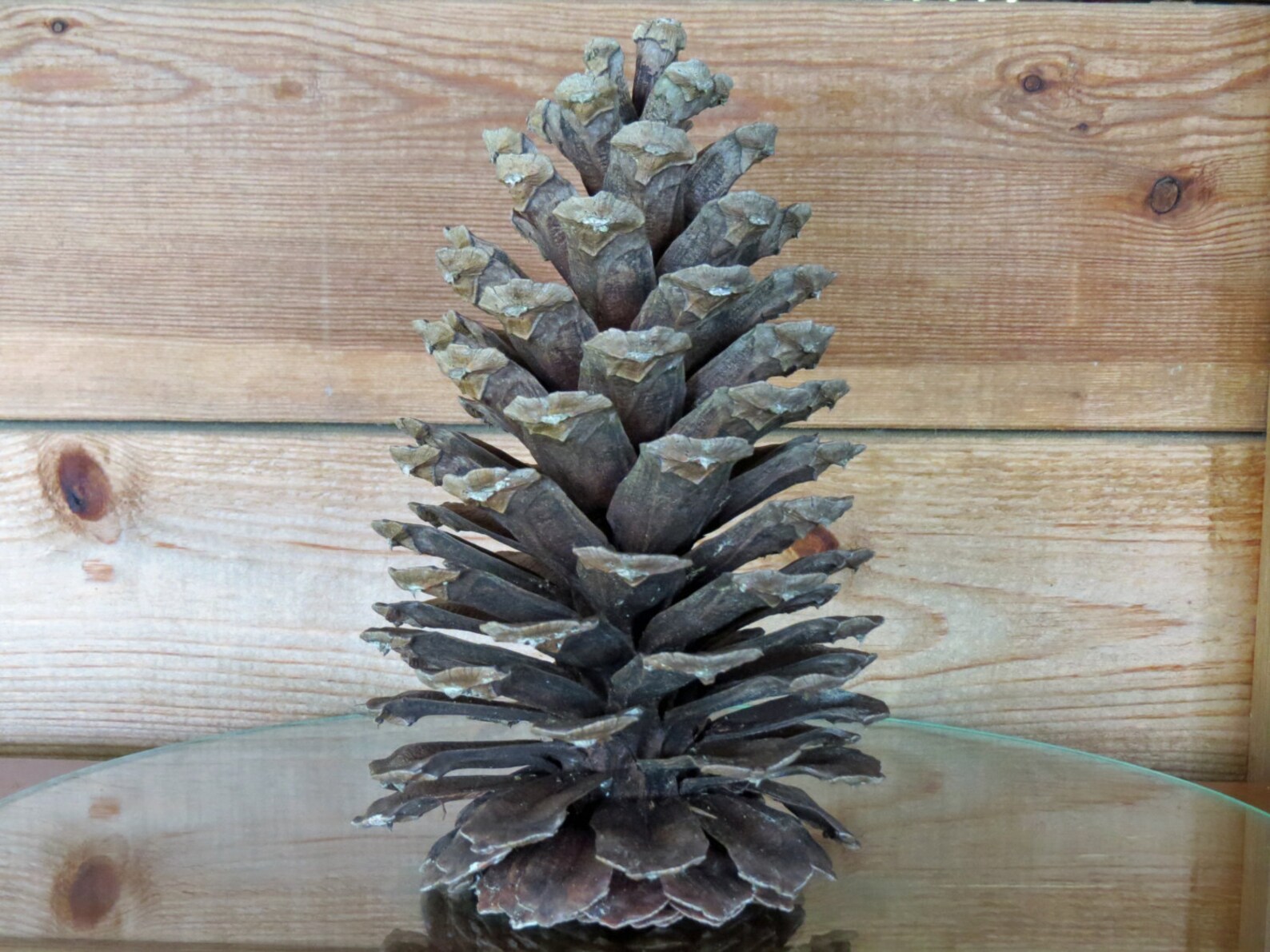 8" Pinecone, Giant Pine Cone, Giant Pinecone, Huge Pine Cone, Huge ...