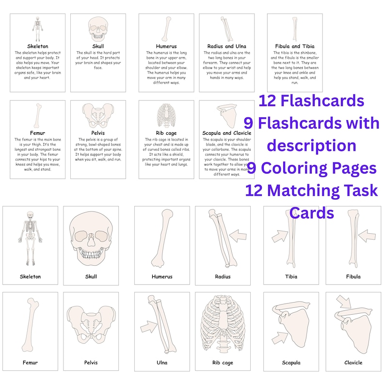 Skeleton Flashcards for Kids, Human Body Skeleton Learning Bundle ...