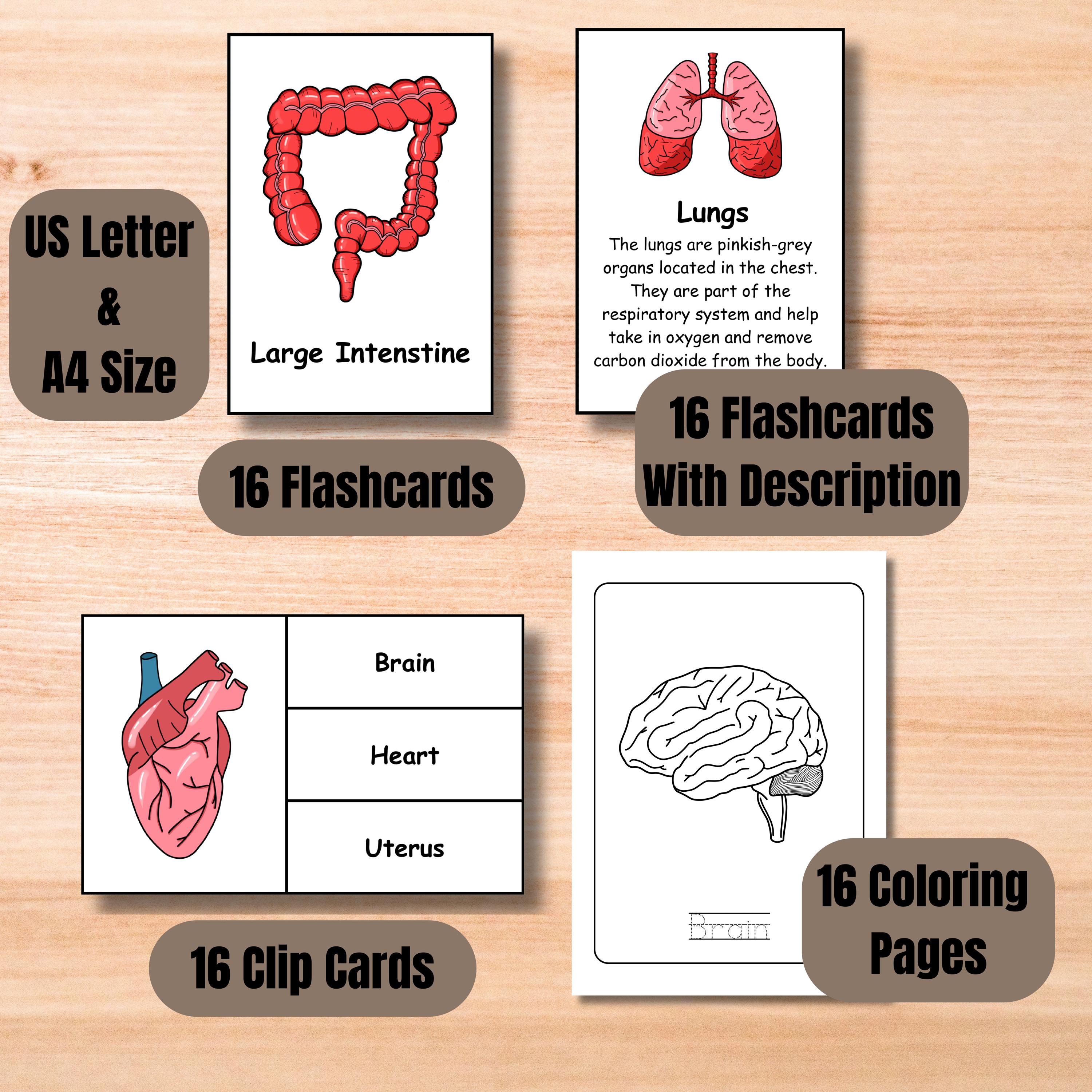 Human Body Organs Flashcards Bundle, Anatomy Flashcards for Kids ...