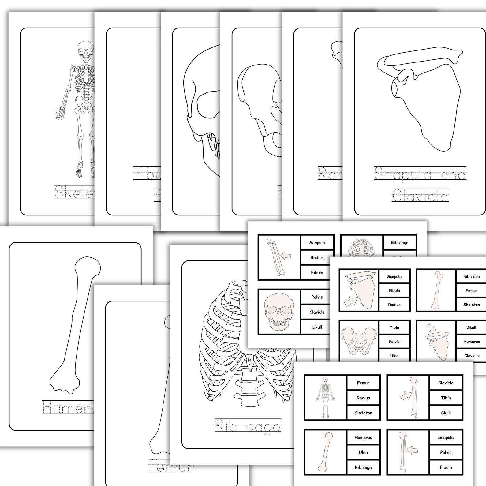 Skeleton Flashcards for Kids, Human Body Skeleton Learning Bundle ...