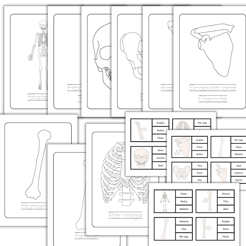 Skeleton Flashcards for Kids, Human Body Skeleton Learning Bundle ...