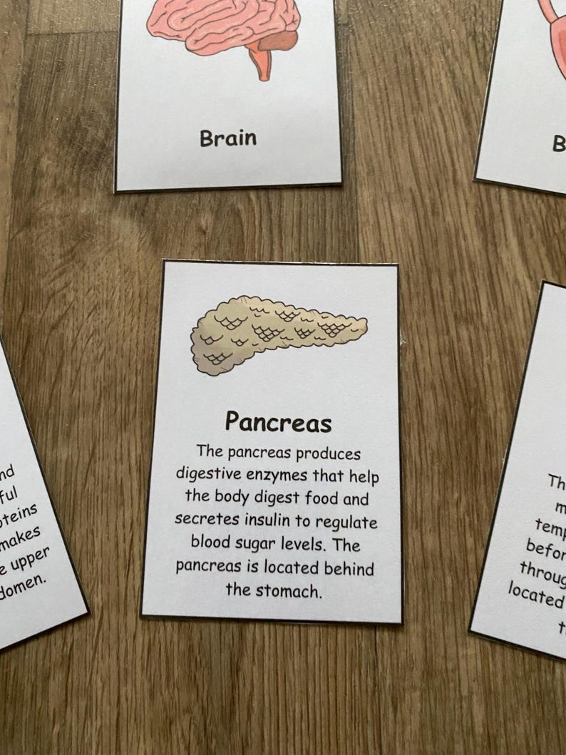 Human Body Organs Flashcards, High Quality, Organs Coloring Pages ...