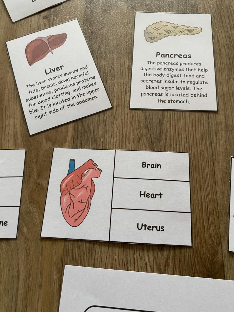 Human Body Organs Flashcards, High Quality, Organs Coloring Pages ...
