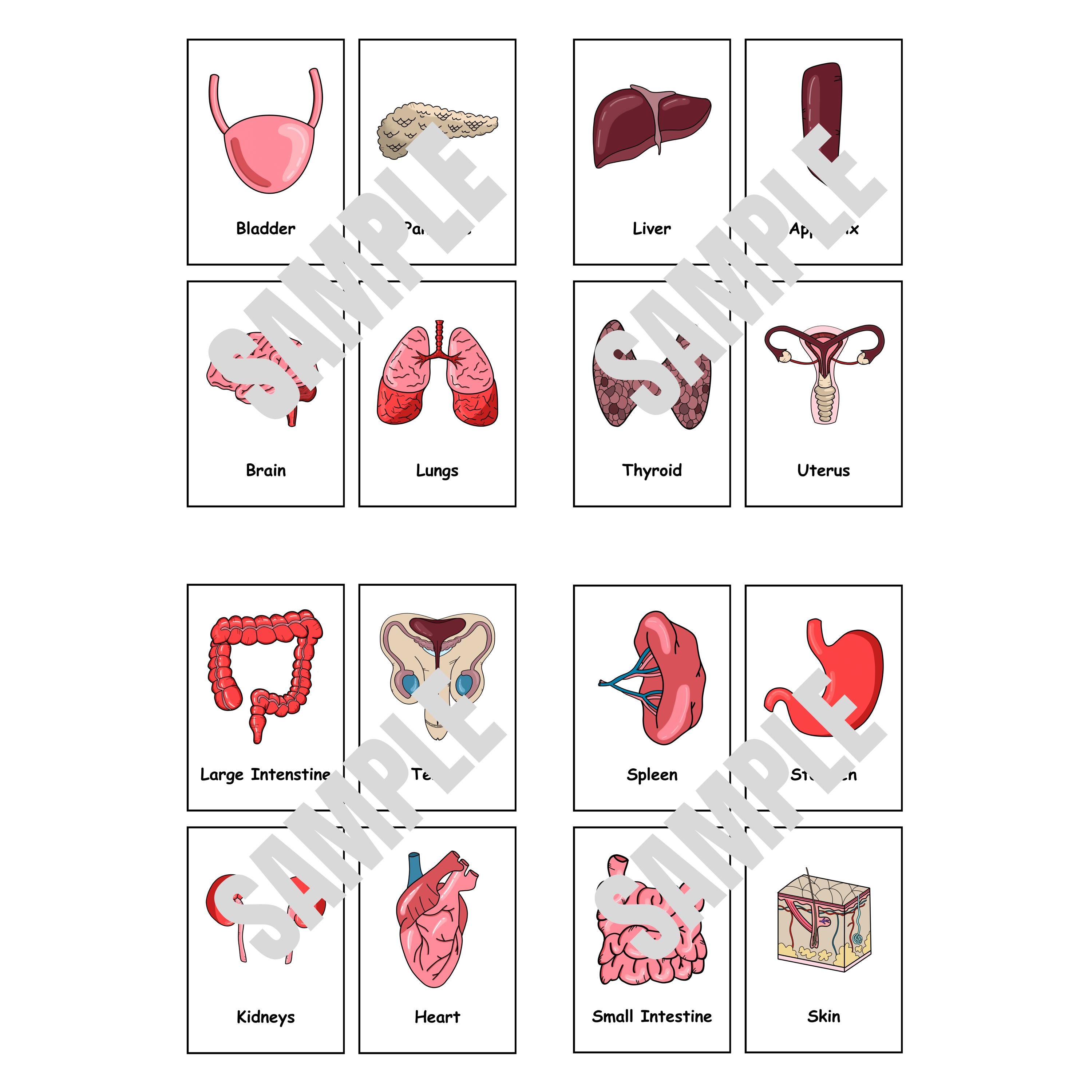 Human Body Organs Flashcards Bundle, Anatomy Flashcards for Kids ...