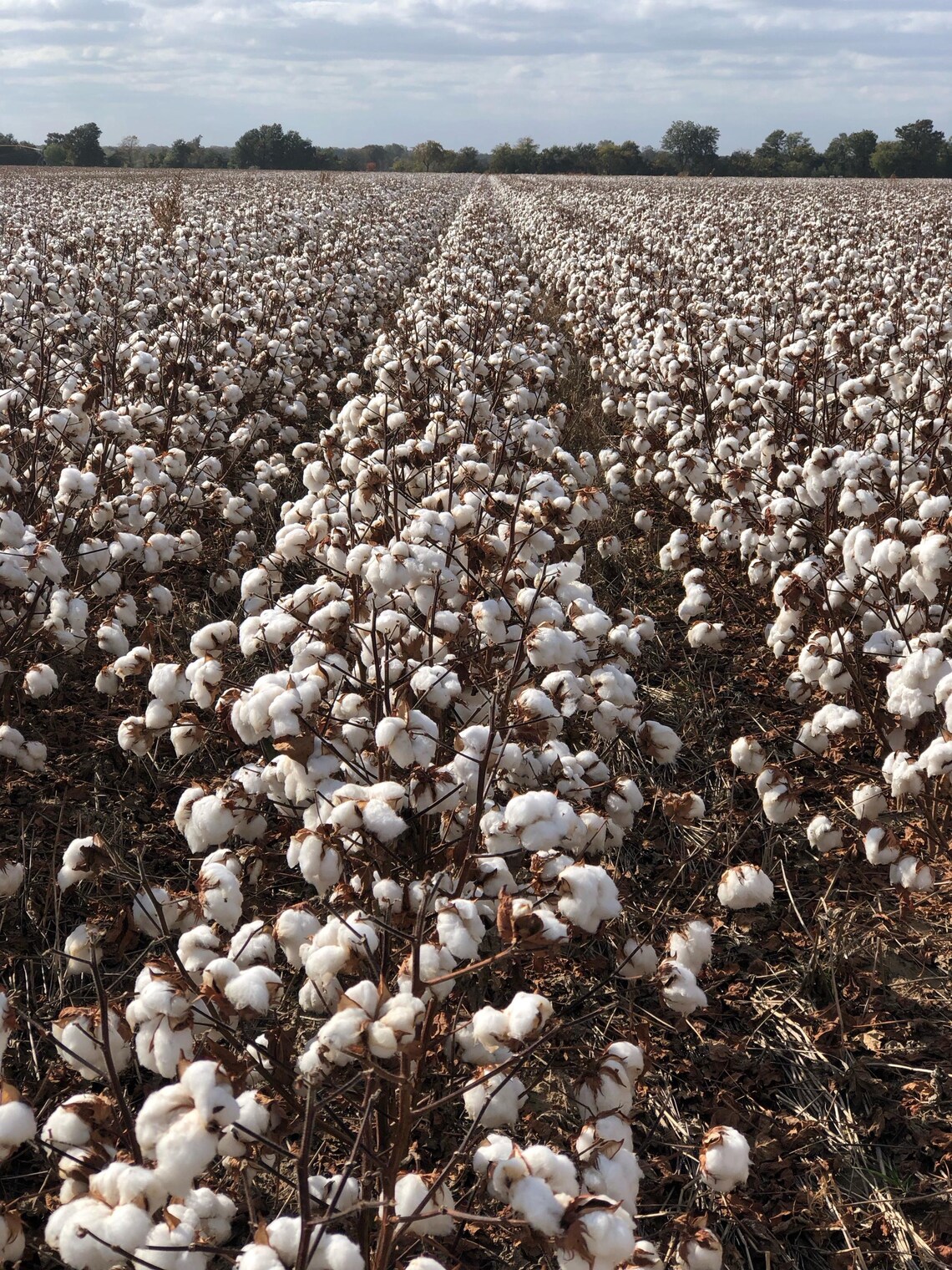 Cotton Field Printable Wall Art-southern Farm Landscape- Farm Digital ...