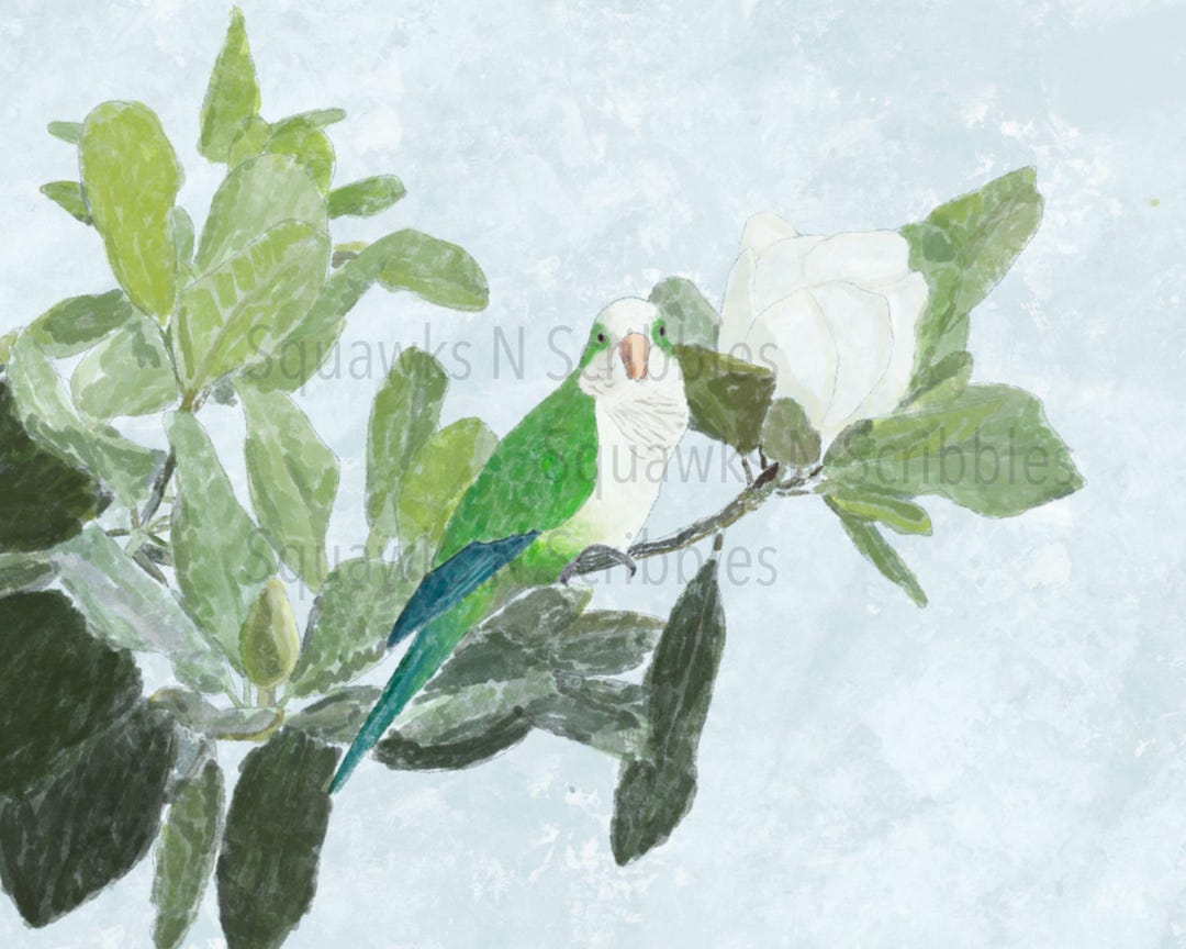 Green Quaker Parrot Art Print – Monk Parakeet on Magnolia (digital ...