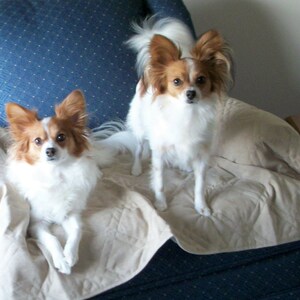 Papillons Pet Portrait Custom Hand Painted Your Dog Cat - Etsy