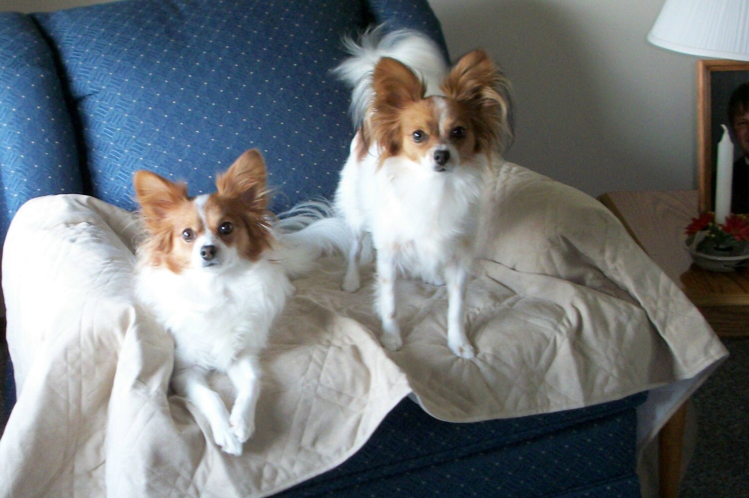 Papillons Pet Portrait Custom Hand Painted Your Dog Cat | Etsy