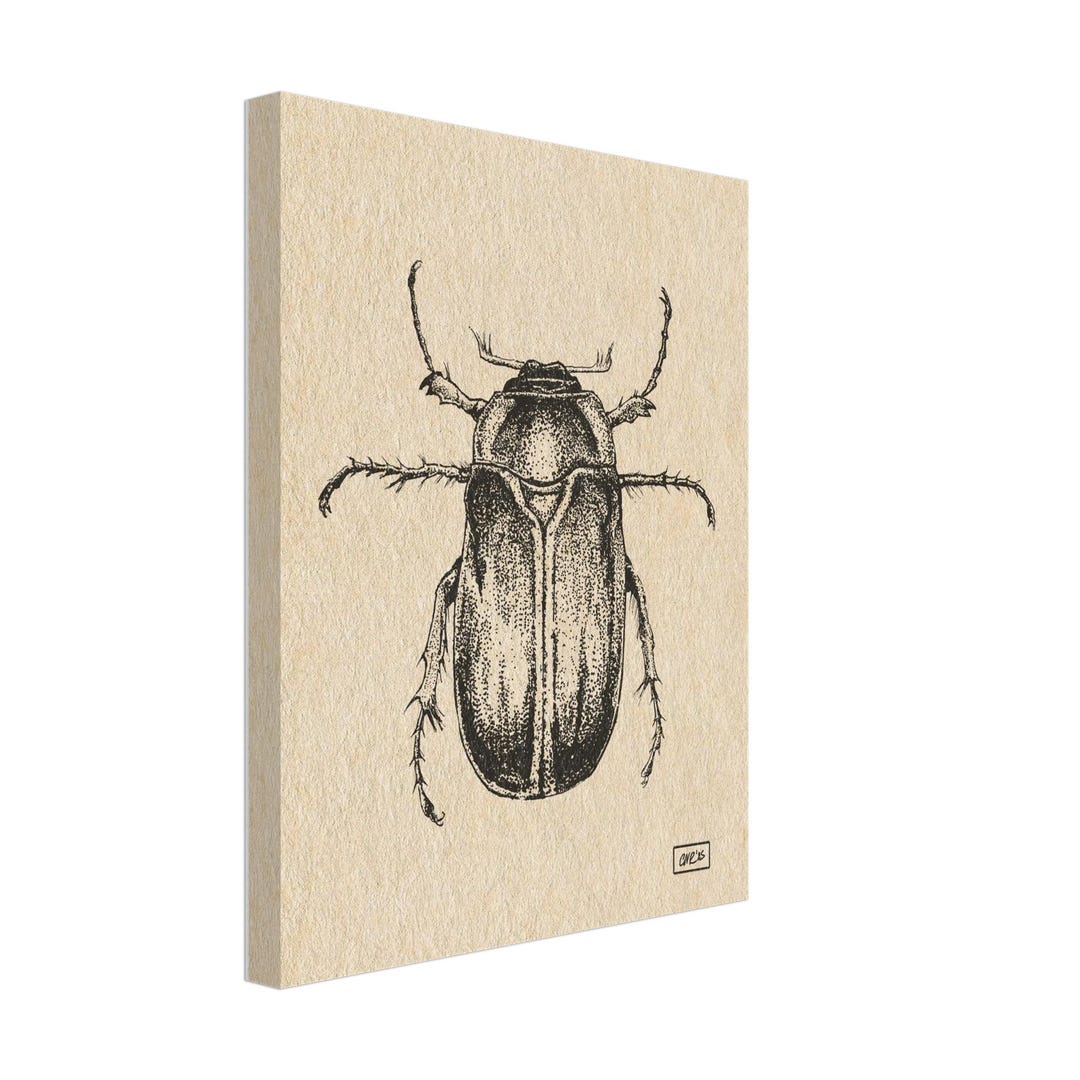 Scientific Pen and Ink June Bug Illustration: Educational Science Decor ...