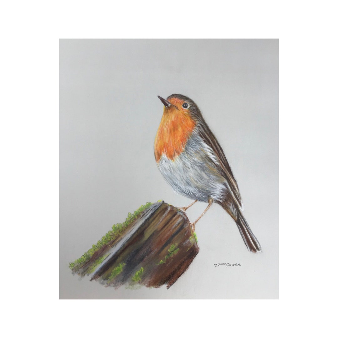 Robin Drawing: Colored Pencil Bird Art - Etsy