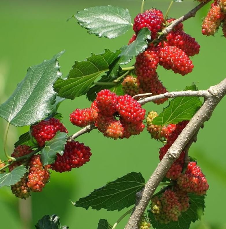 Red Mulberry Tree Live Plant for Planting, Everbearing Mulberry Bush ...