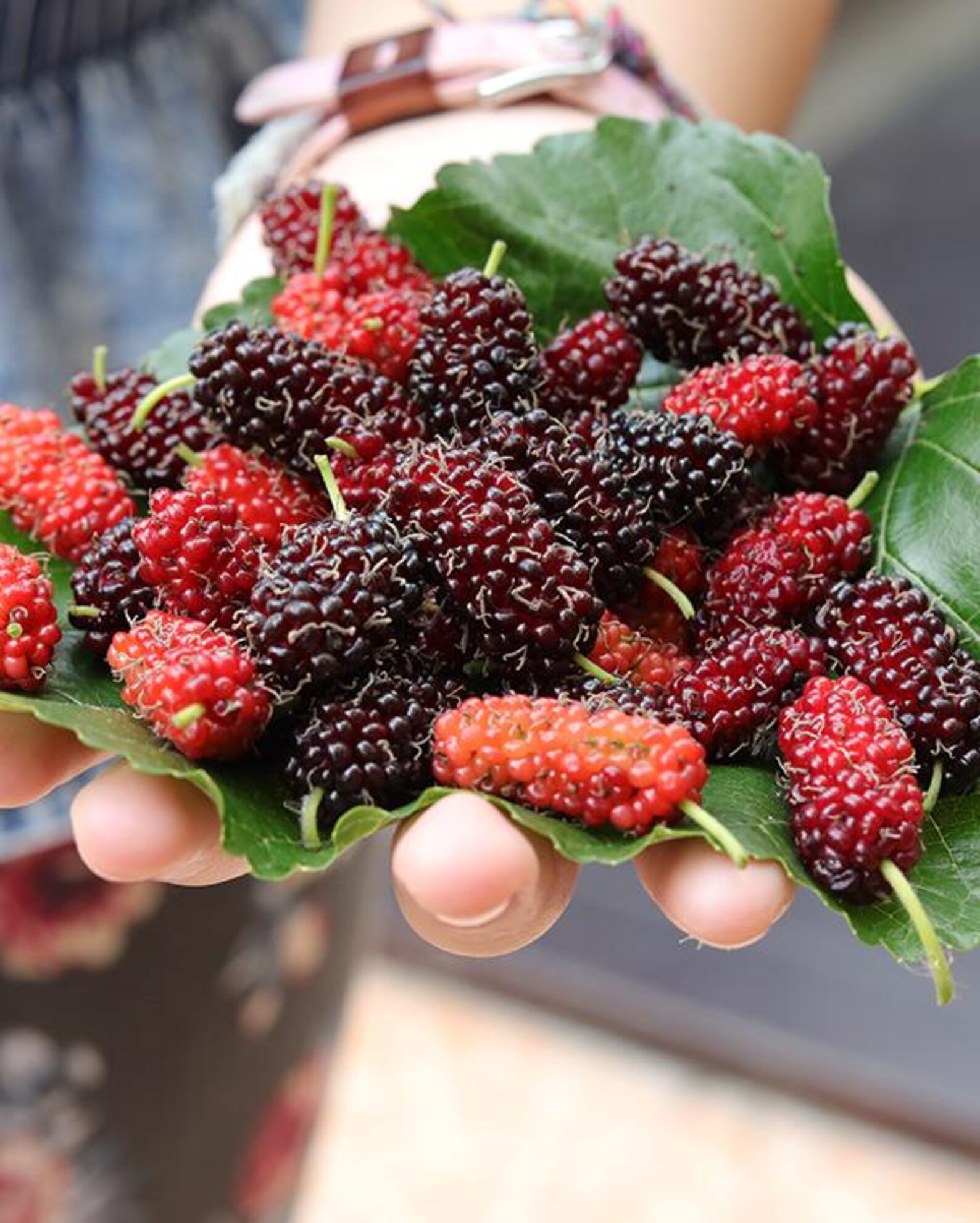 Red Mulberry Tree Live Plant for Planting, Everbearing Mulberry Bush ...