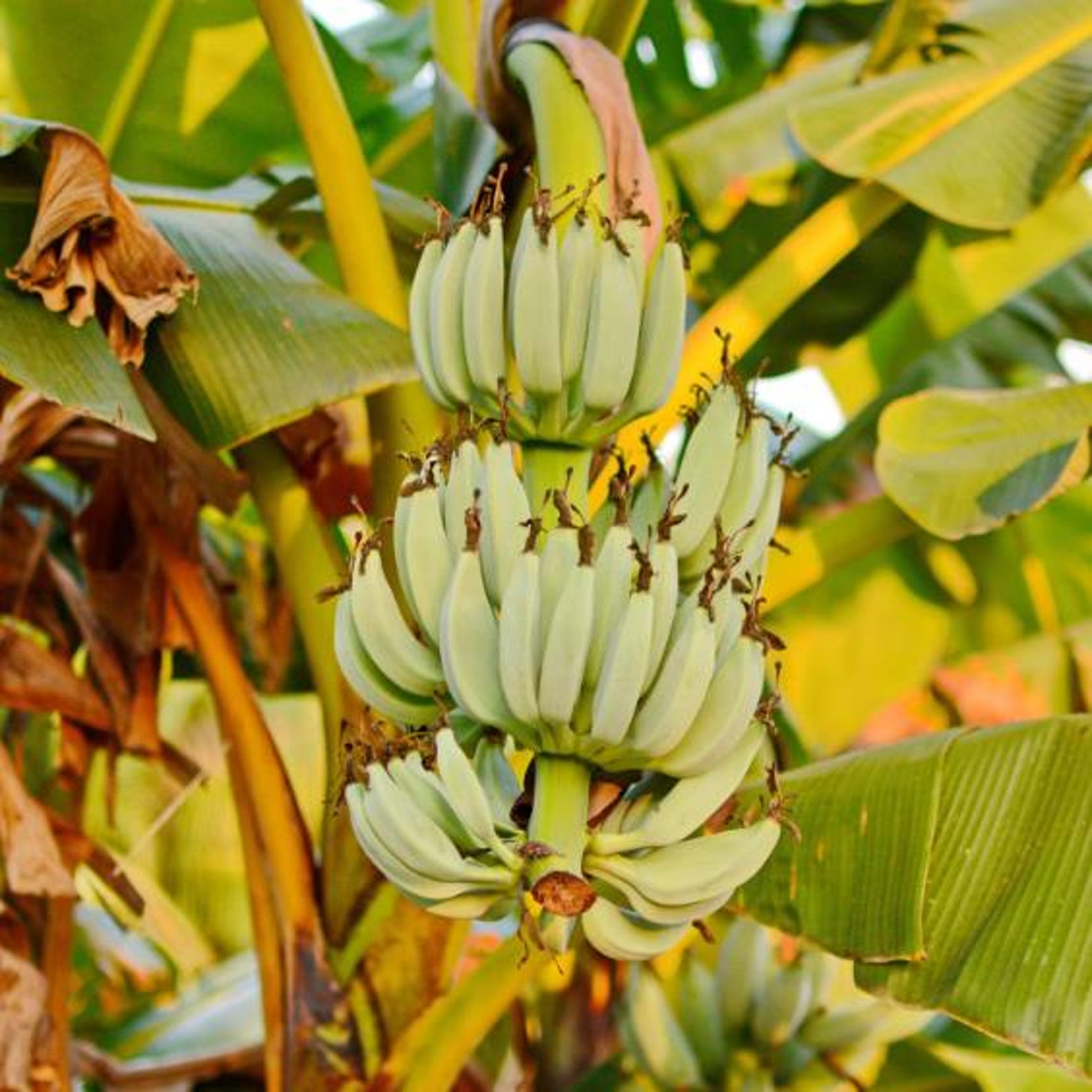 Basjoo Banana Tree Live Plant, Cold Hardy Banana Plant Live, Tropical ...