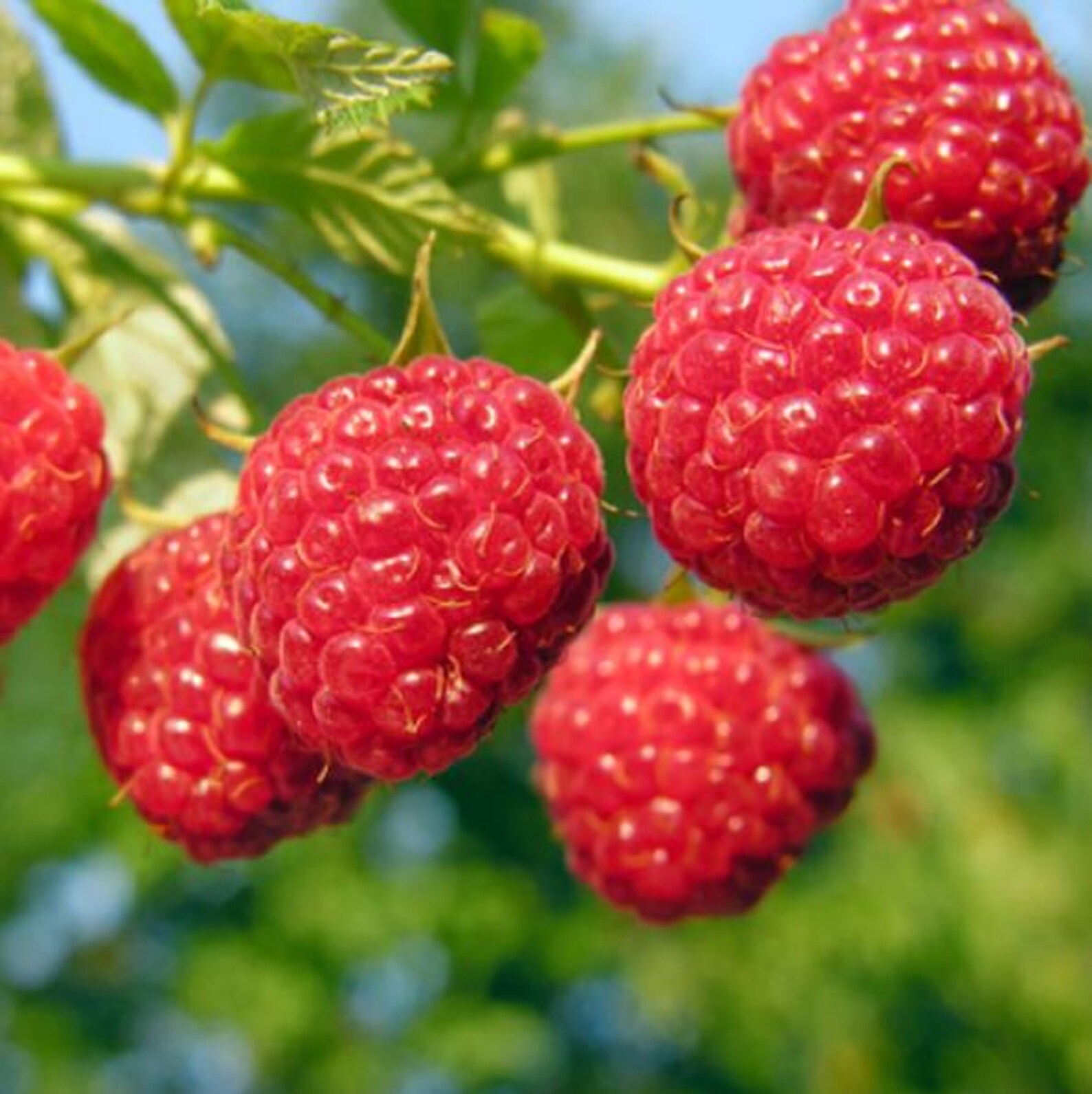 Set 4 Natahalla Thornless Raspberry Plants Live, Raspberry Trees Live ...