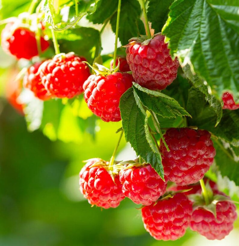 Set 4 Natahalla Thornless Raspberry Plants Live, Raspberry Trees Live ...