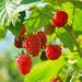 Set 4 Natahalla Thornless Raspberry Plants Live, Raspberry Trees Live ...