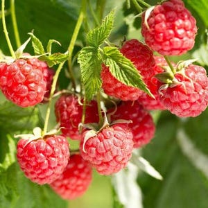 Set 4 Natahalla Thornless Raspberry Plants Live, Raspberry Trees Live ...