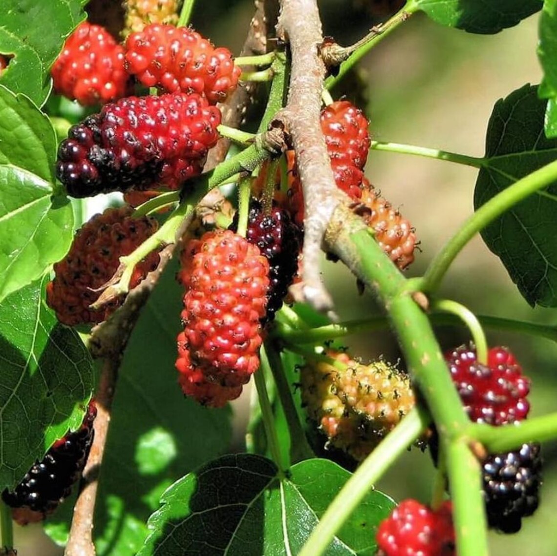 Red Mulberry Tree Live Plant for Planting, Everbearing Mulberry Bush ...