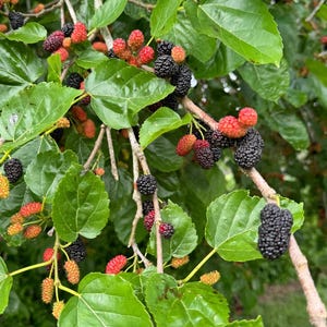 Red Mulberry Tree Live Plant for Planting, Everbearing Mulberry Bush ...