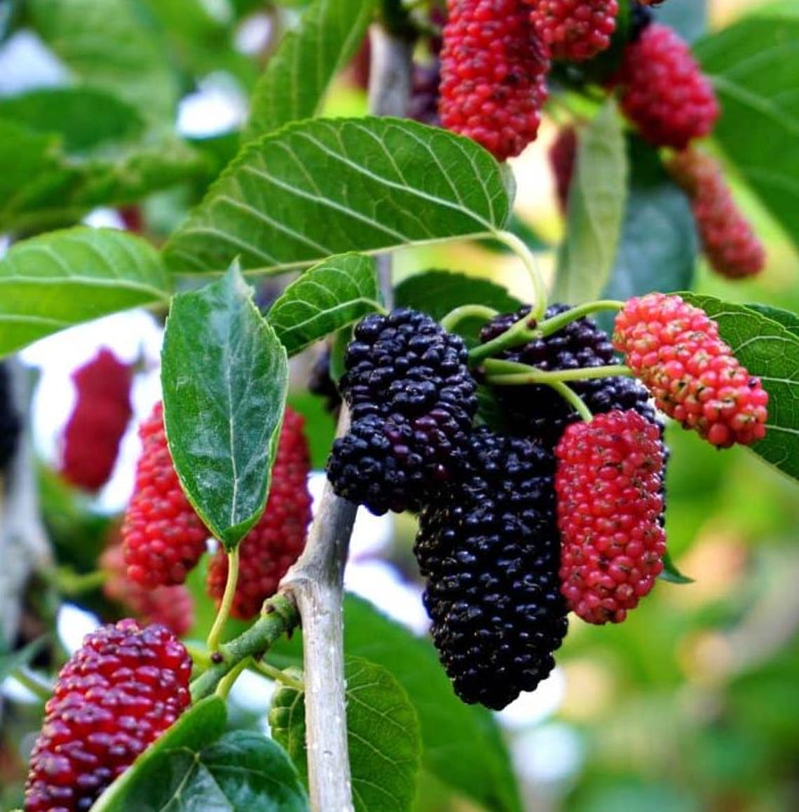 Red Mulberry Tree Live Plant for Planting, Everbearing Mulberry Bush ...