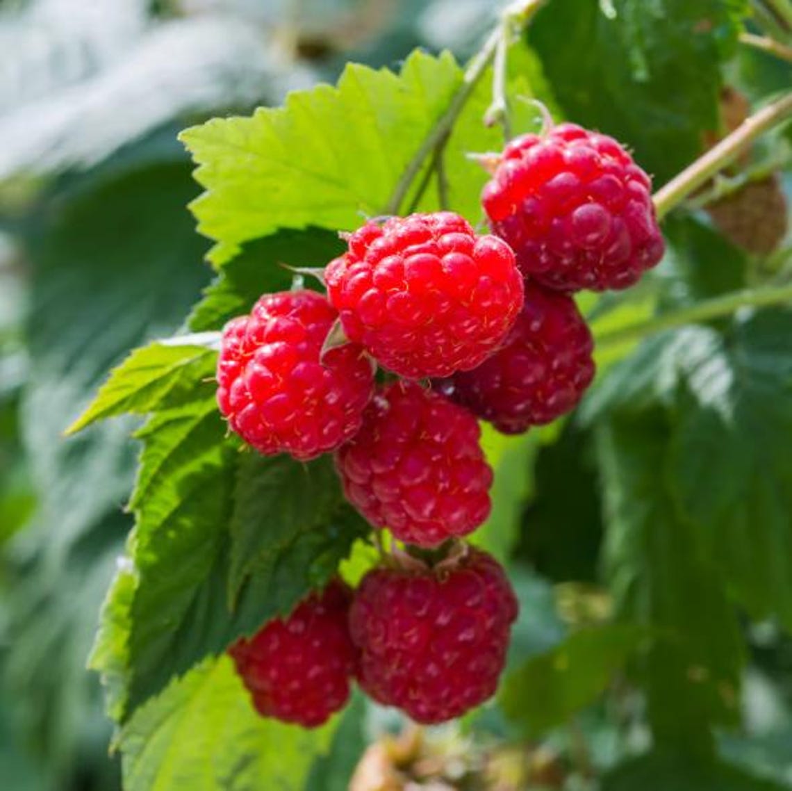 Set 4 Natahalla Thornless Raspberry Plants Live, Raspberry Trees Live ...