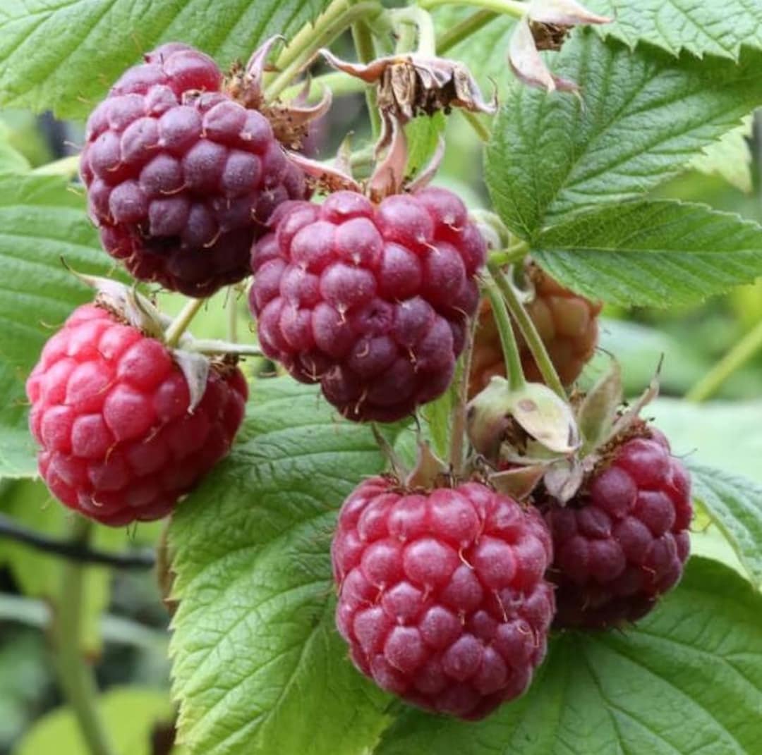 Set 4 Glencoe Thornless Raspberry Plants Live, Raspberry Seedlings ...