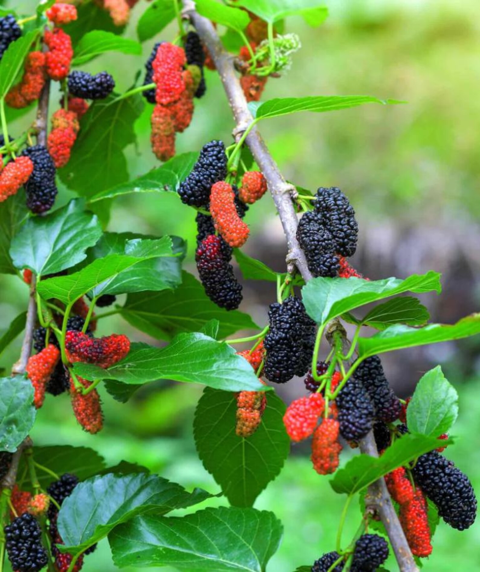 Red Mulberry Tree Live Plant for Planting, Everbearing Mulberry Bush ...