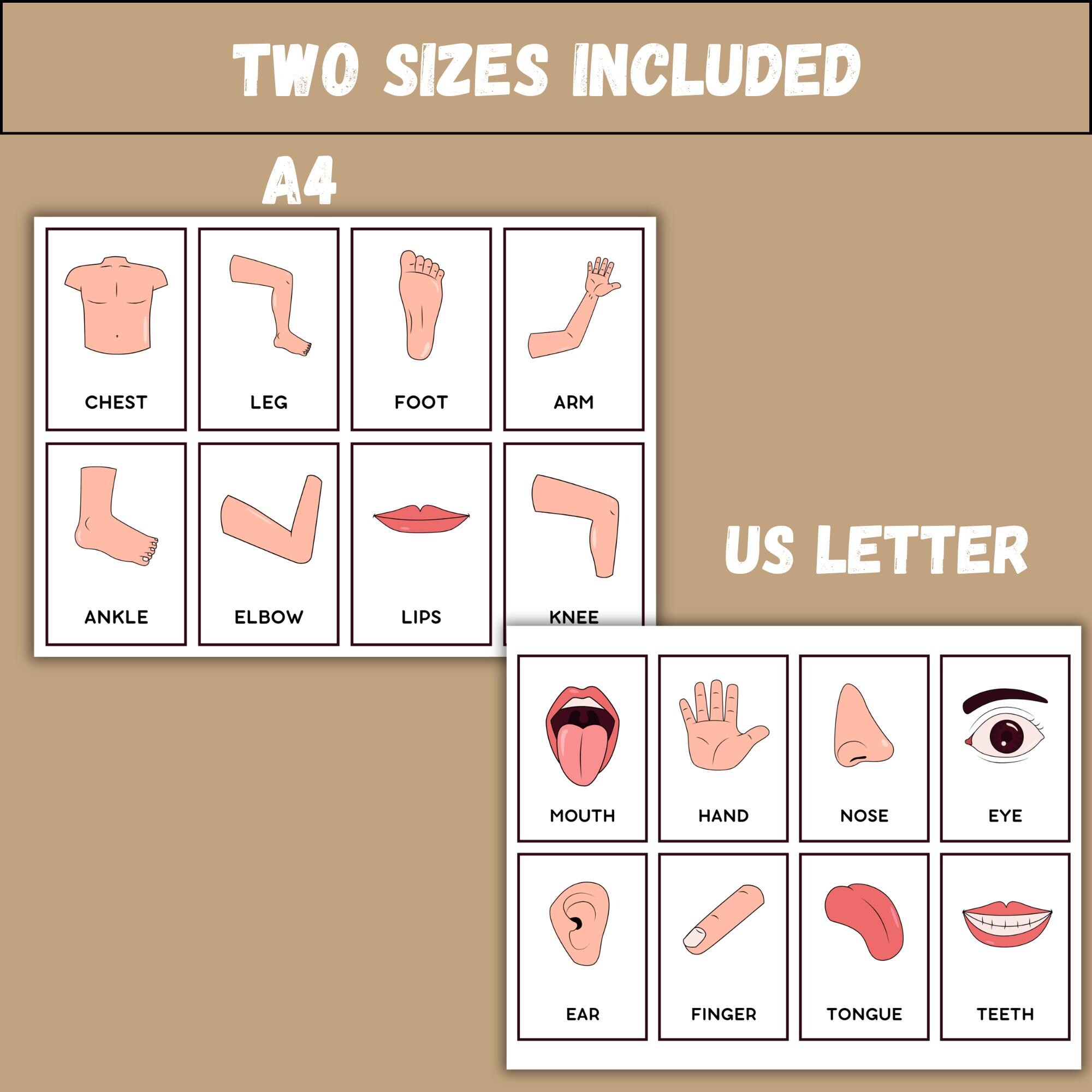Human Body Parts Flashcards for Kids, Anatomy Learning Cards for ...