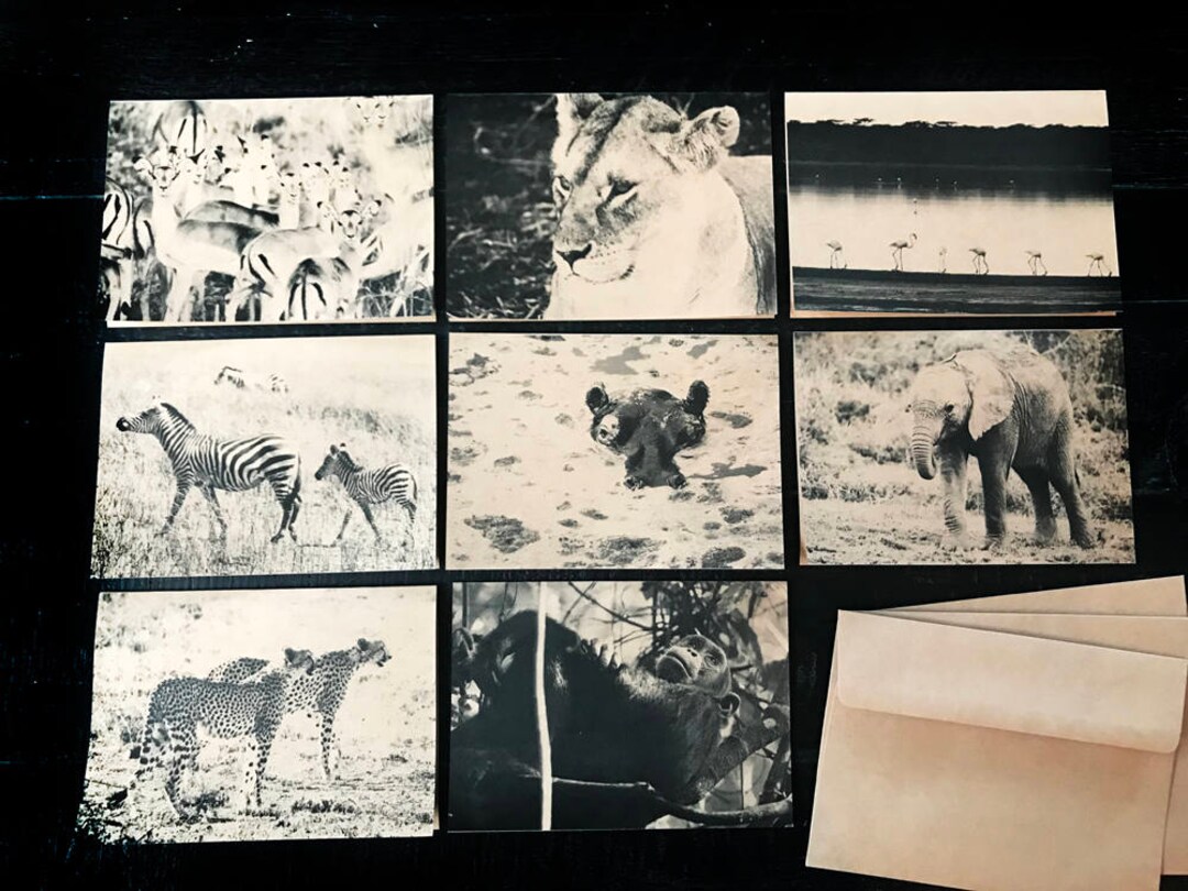 Safari Animals of Africa Assorted Boxed Set of 8 Folded Note Cards - Etsy