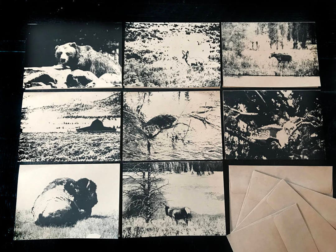 Animals of Yellowstone and Grand Teton National Parks Assorted Boxed ...