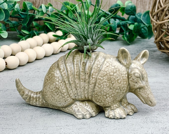 Miniature Planter Armadillo - Texas Armadillo With Air Plant ...
