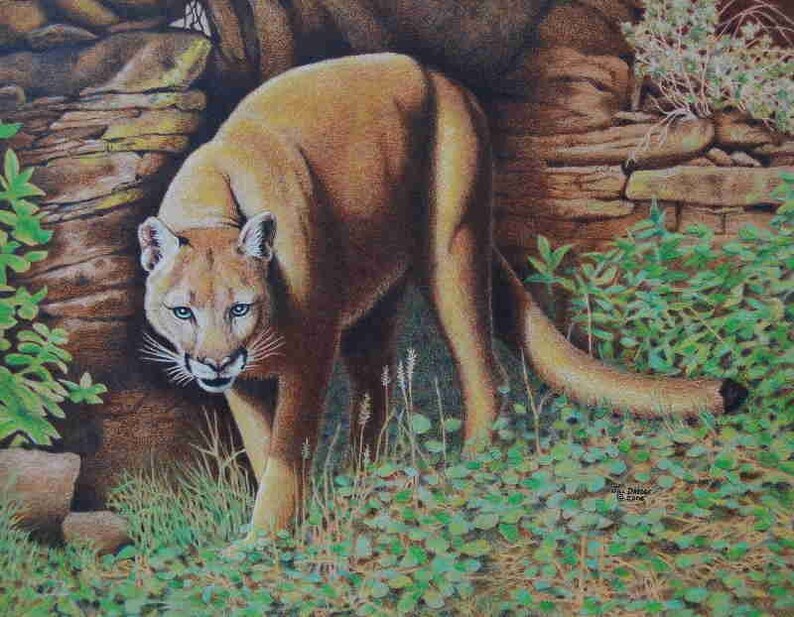 Cougar Stalking Puma Mountain Lion 11X13 Print Signed and - Etsy