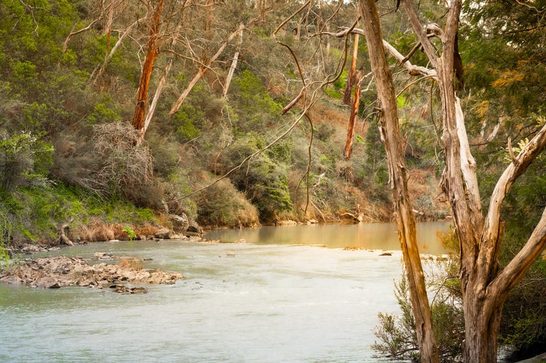 Warrandyte River Landscape Art Print: Australian Gumtrees - Etsy Australia