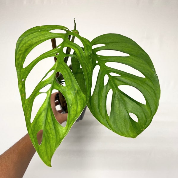 Variegated Monstera Esqueleto - Etsy