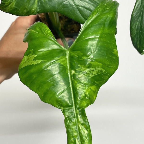 Philodendron Bipennifolium Splash Gordon - Etsy